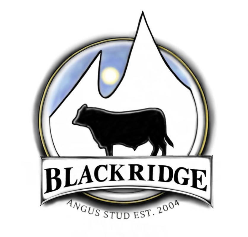 Black Ridge Angus Bull Sale | Bidr Auction